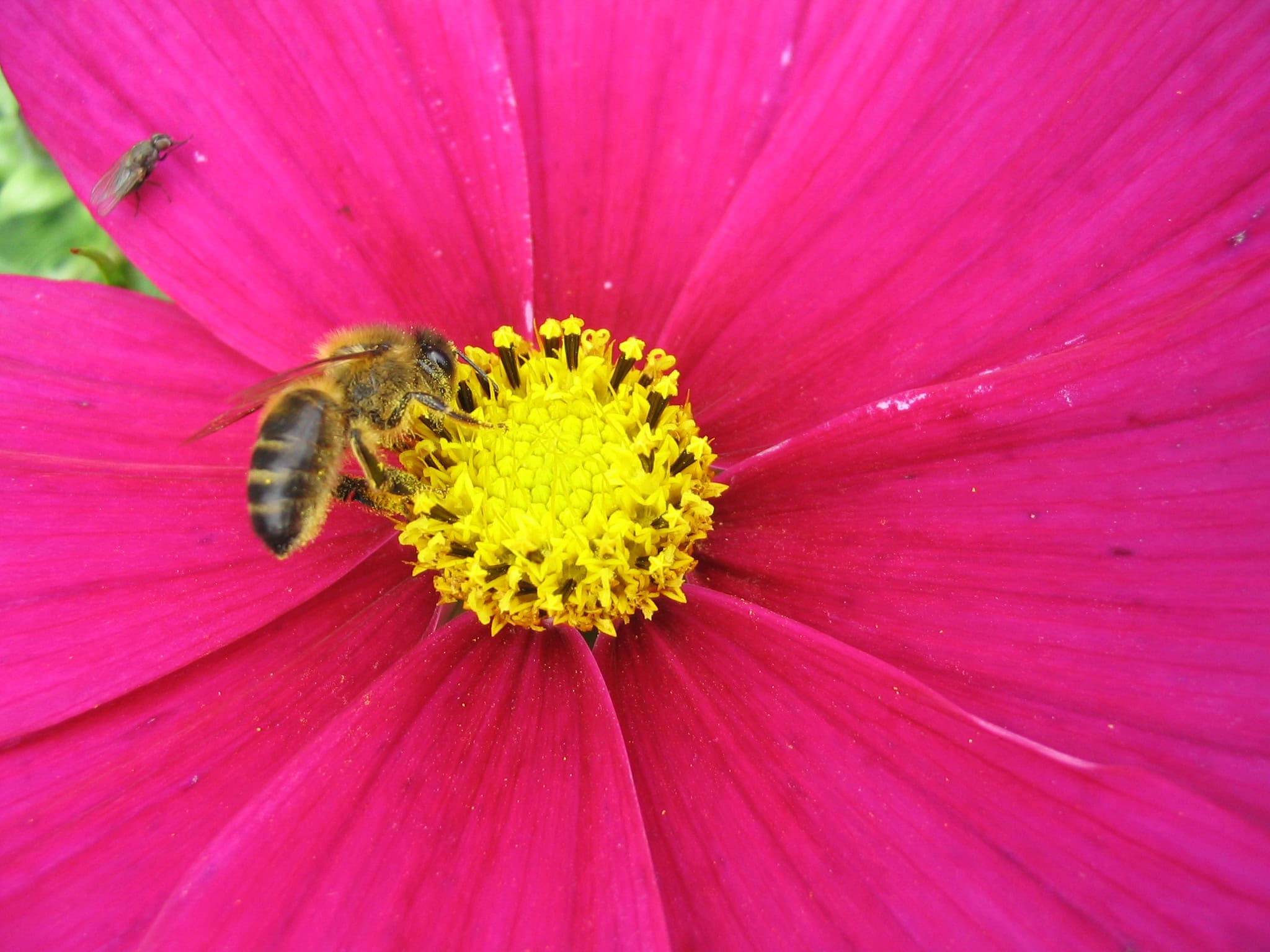 Honey Bee - National Botanic Garden of Wales
