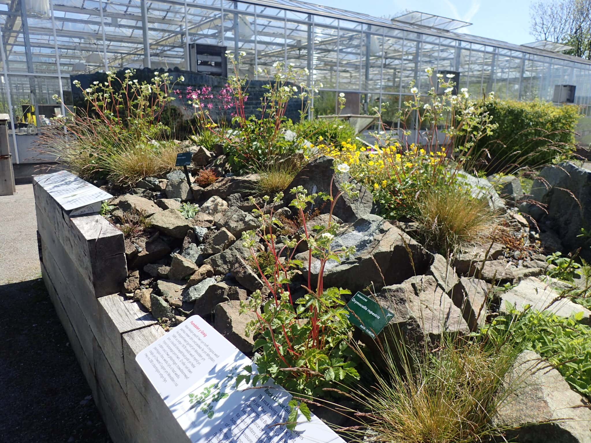 Conserving Welsh Plants - National Botanic Garden of Wales