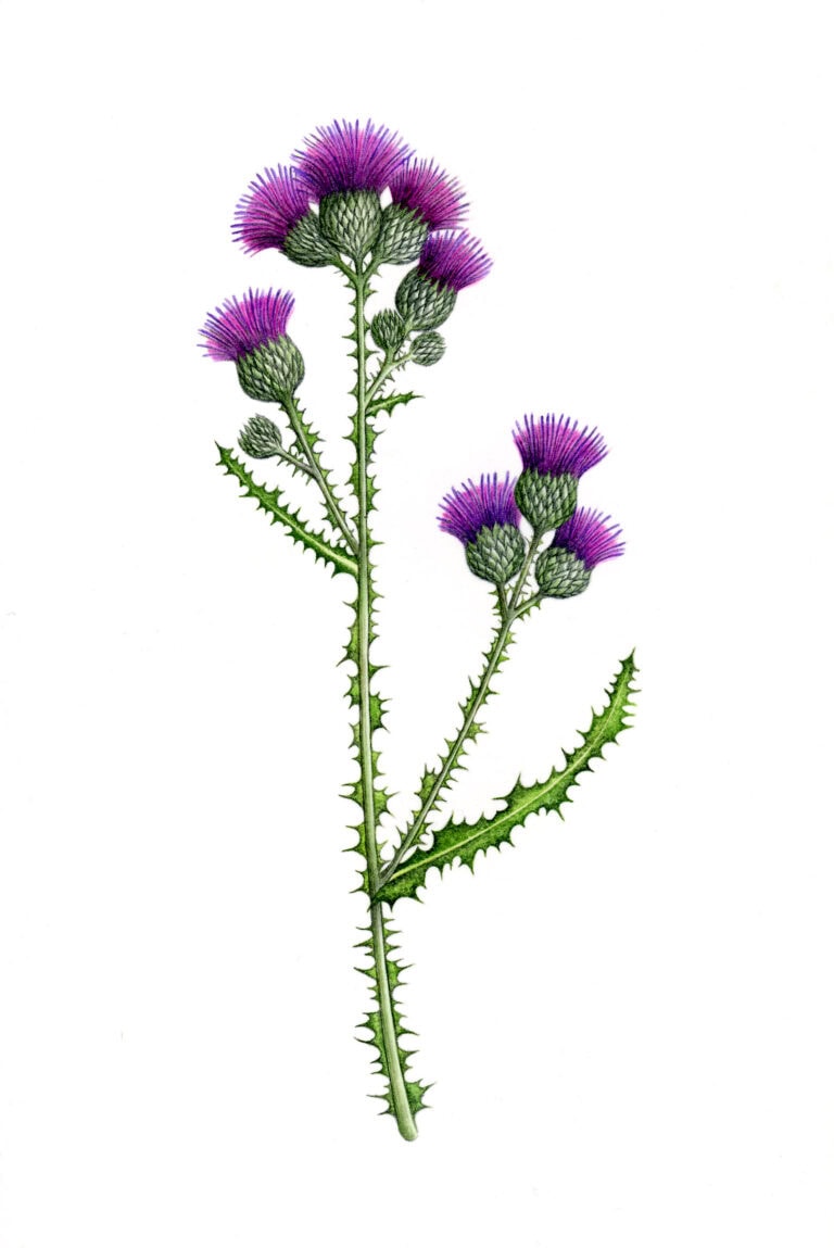 Marsh Thistle - National Botanic Garden of Wales