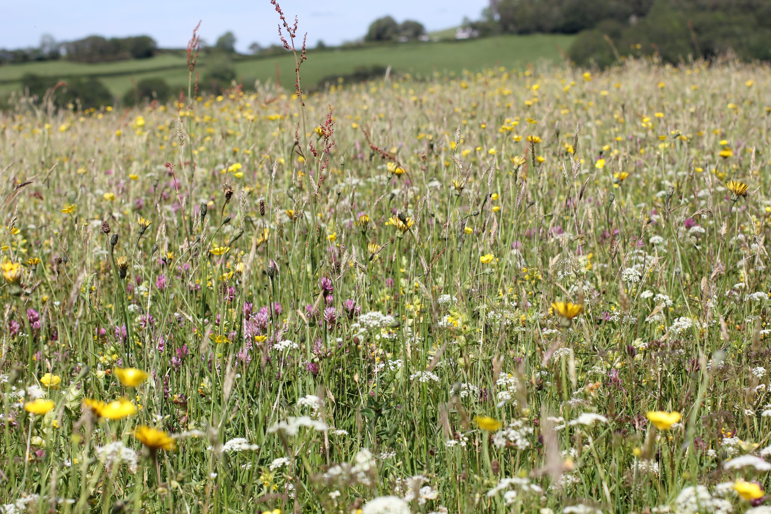 Wild Plants - National Botanic Garden of Wales
