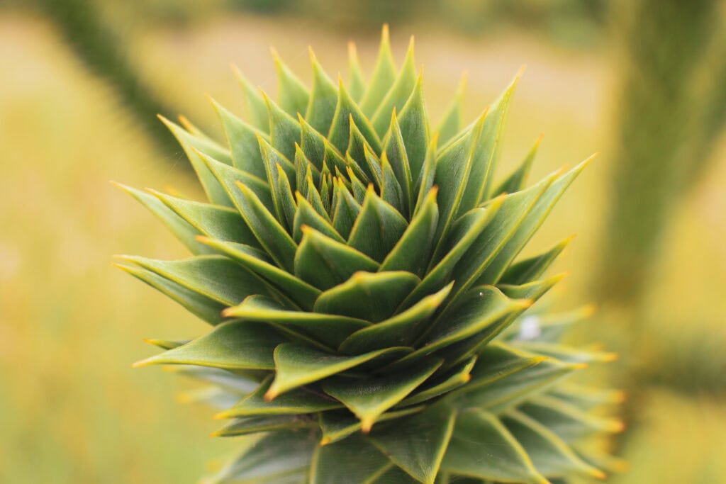 Monkey Puzzle Tree - National Botanic Garden of Wales