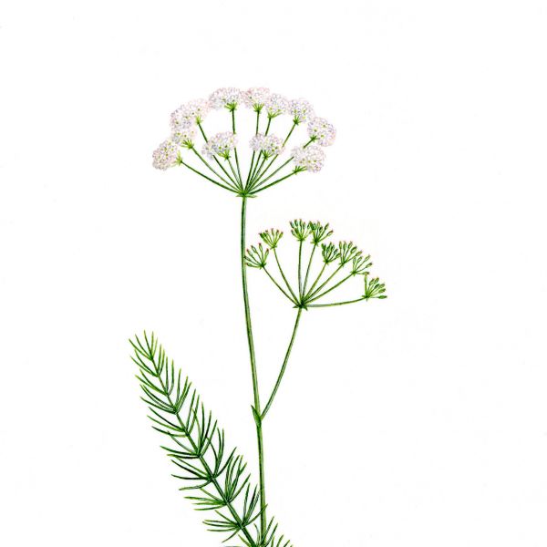 Conserving Welsh Plants - National Botanic Garden of Wales