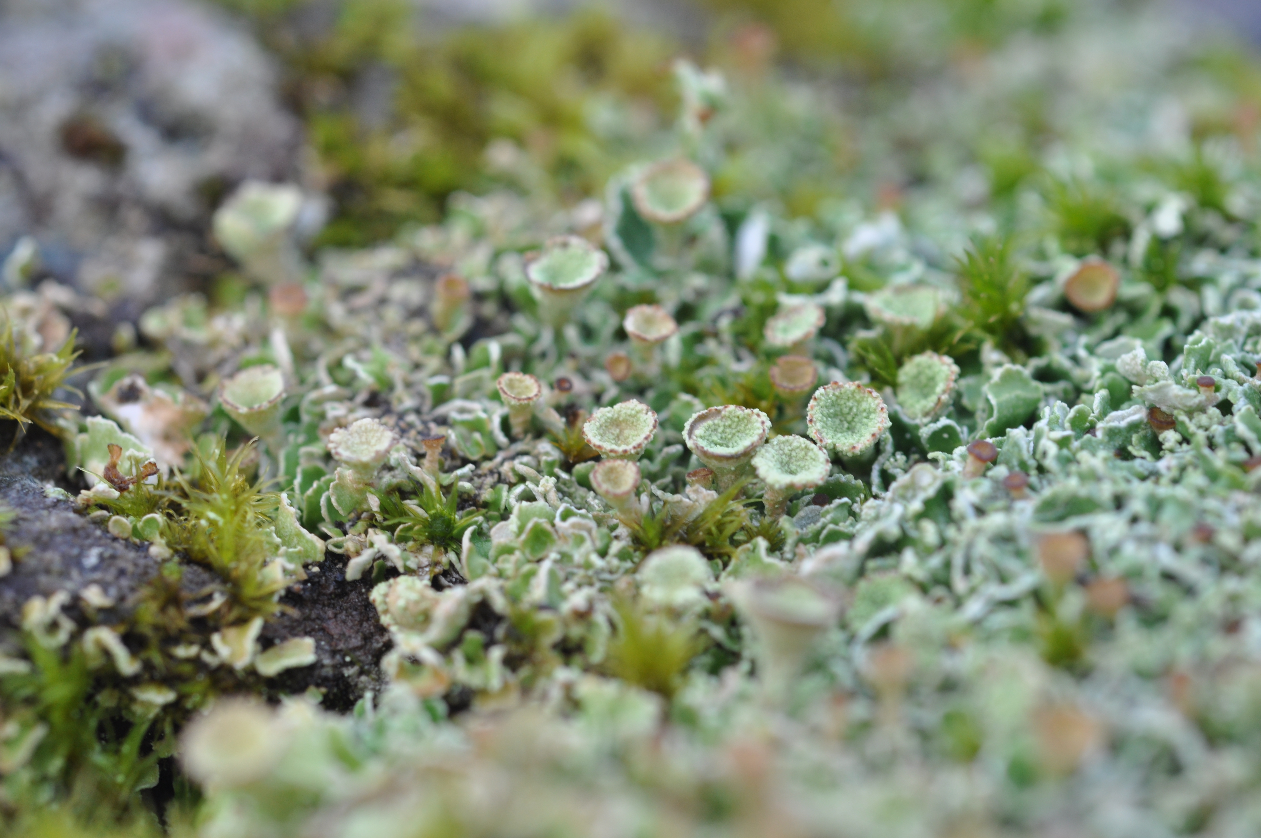 Fringed Cup Lichen | National Botanic Garden of Wales