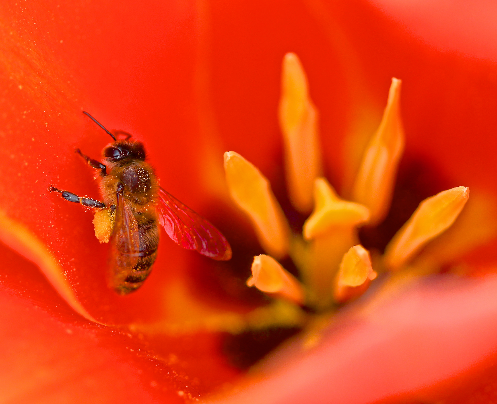 Cheering for the Bee Team - National Botanic Garden of Wales