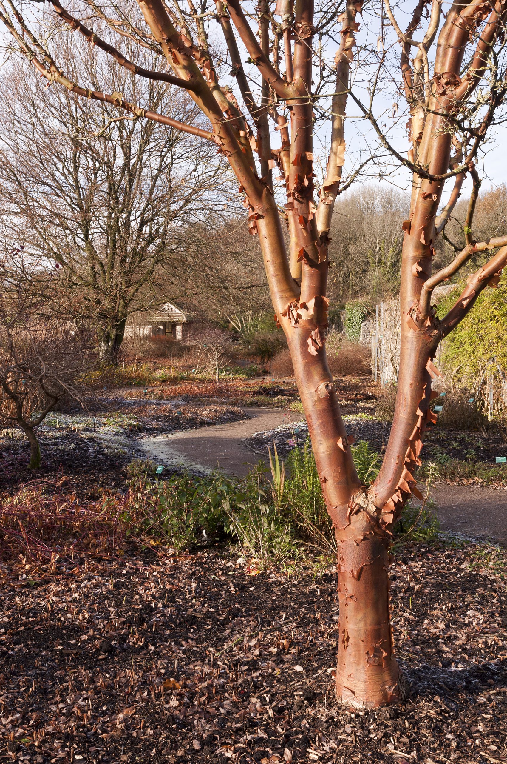 Paper Bark Maple - National Botanic Garden of Wales