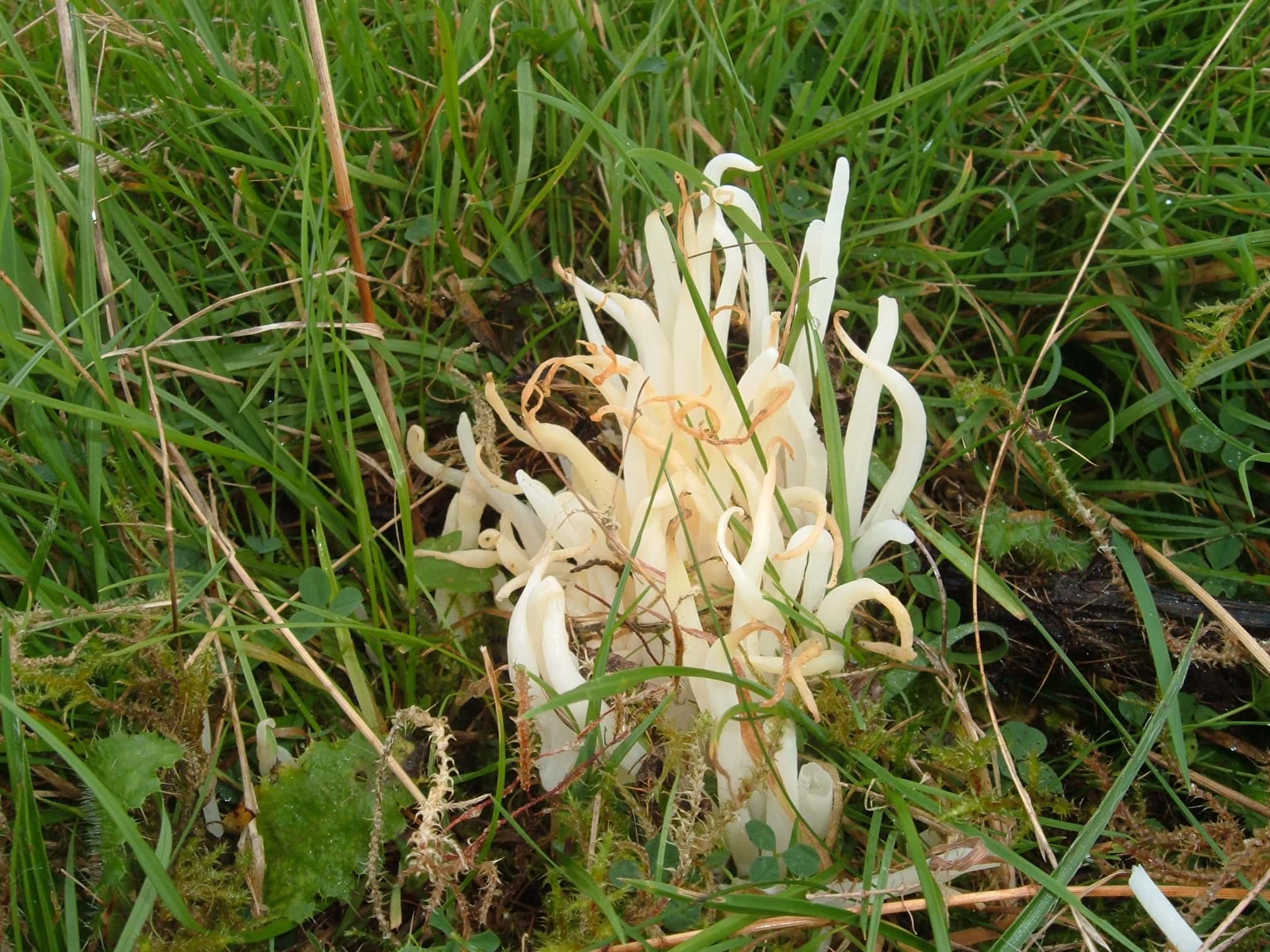 White Spindles - National Botanic Garden of Wales