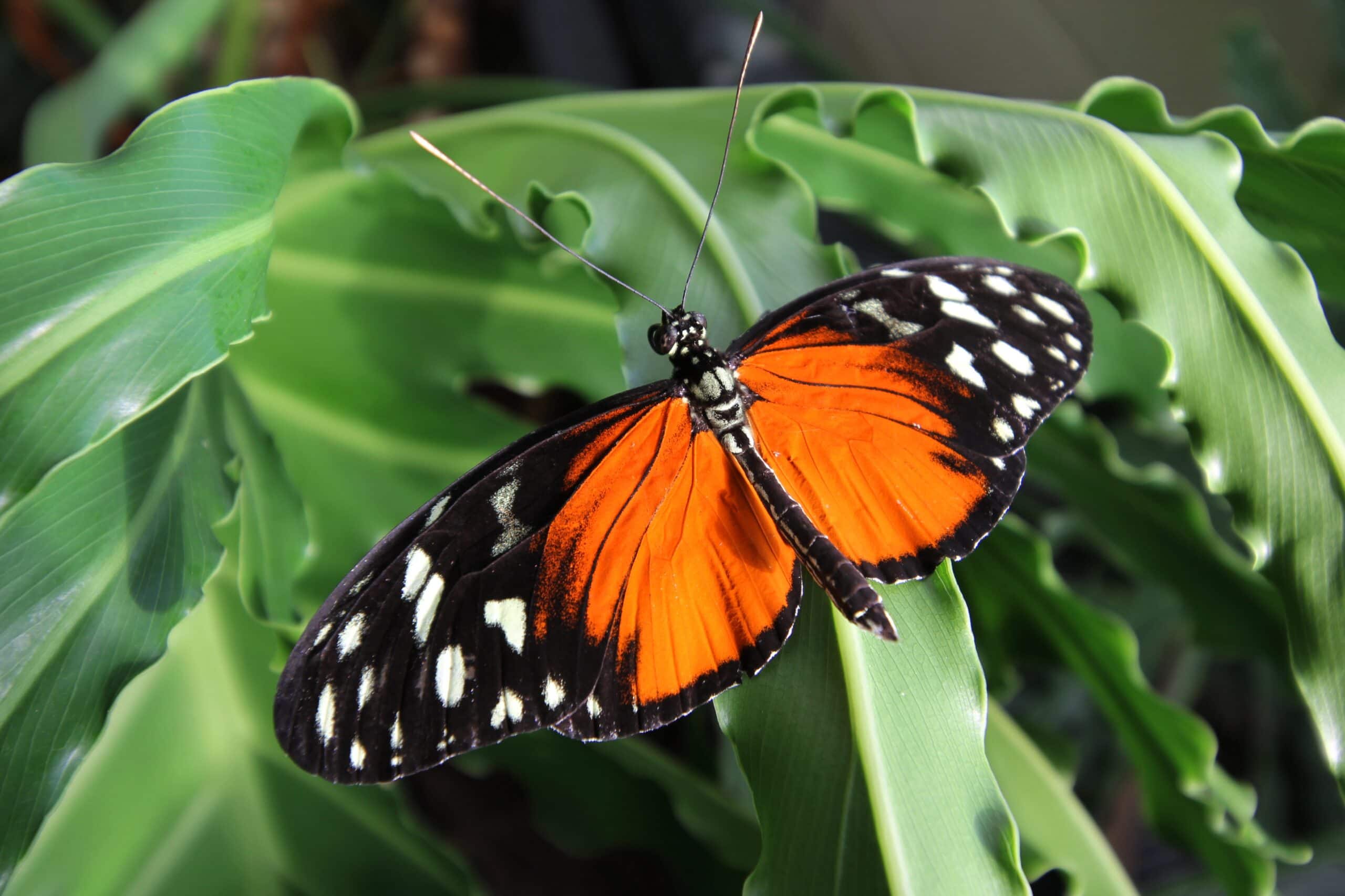 Stop Copying Me! Butterfly mimicry - National Botanic Garden of Wales