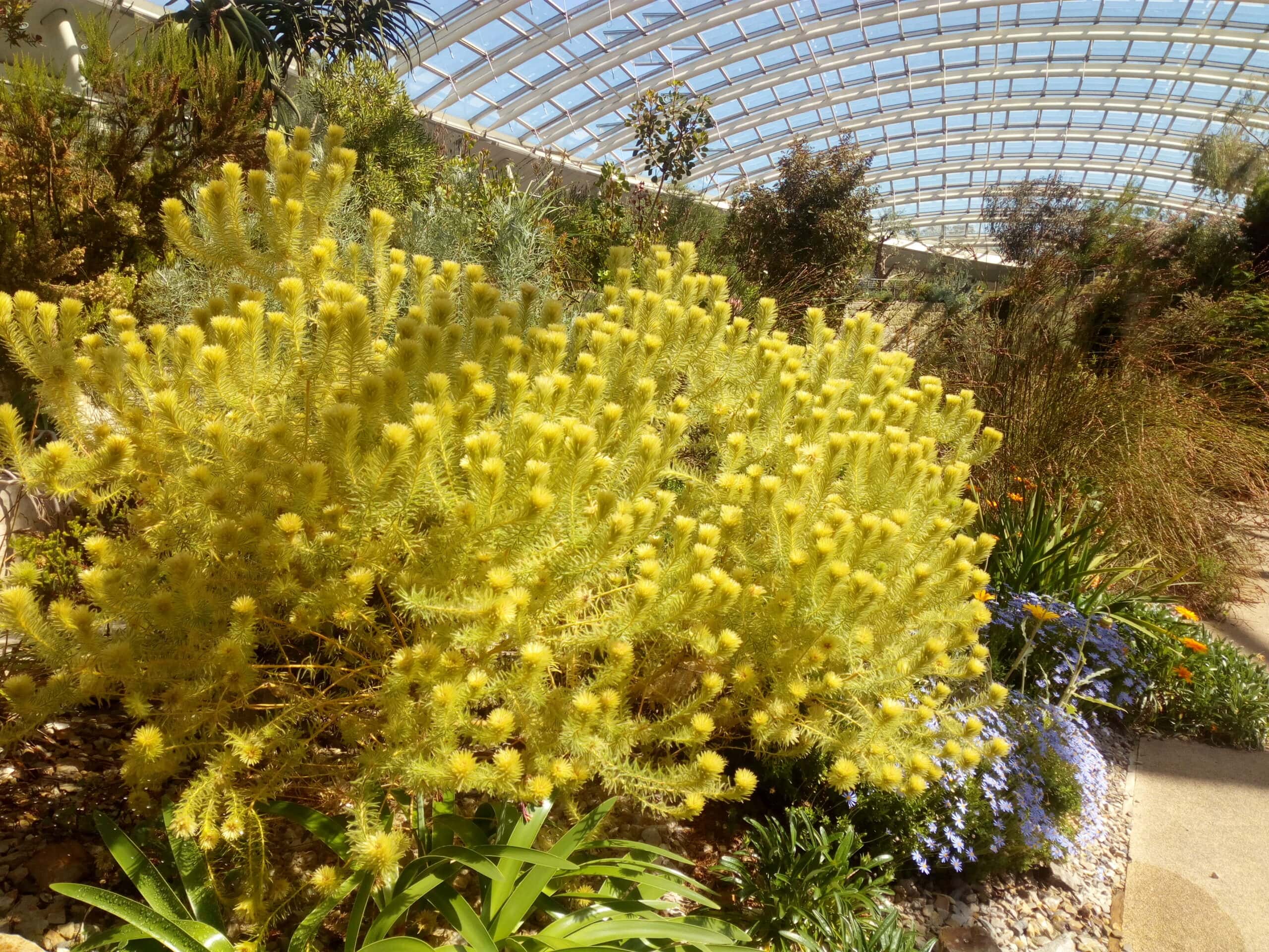 Fascination of Plants Day 3: Phylica pubescens - National Botanic ...