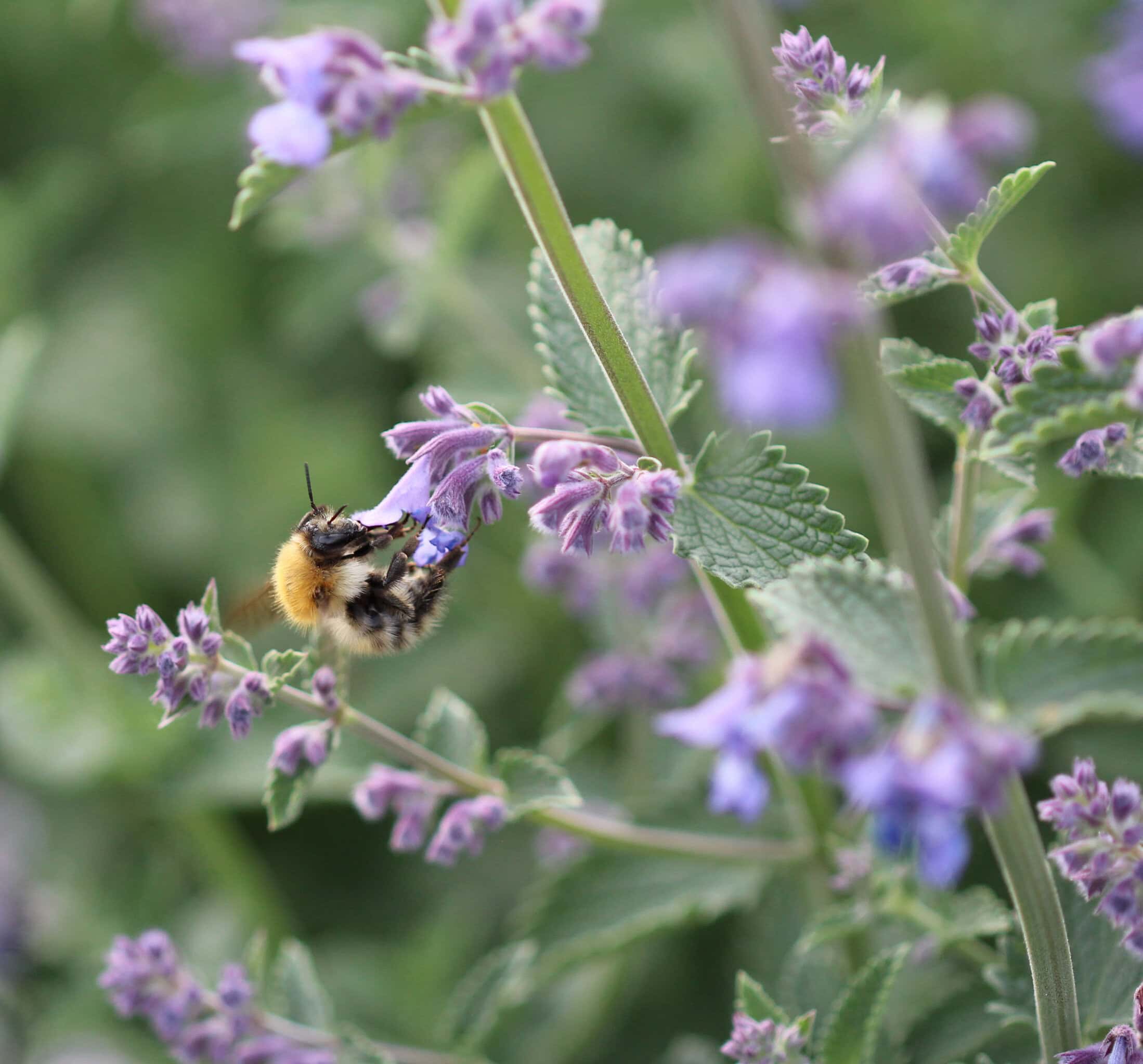 Top plant families for pollinators in August - National Botanic Garden ...