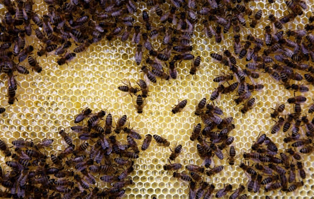 Summer Bee Update - National Botanic Garden of Wales