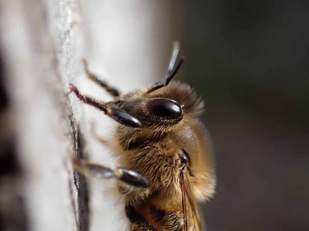 The world through an insect’s eyes - National Botanic Garden of Wales