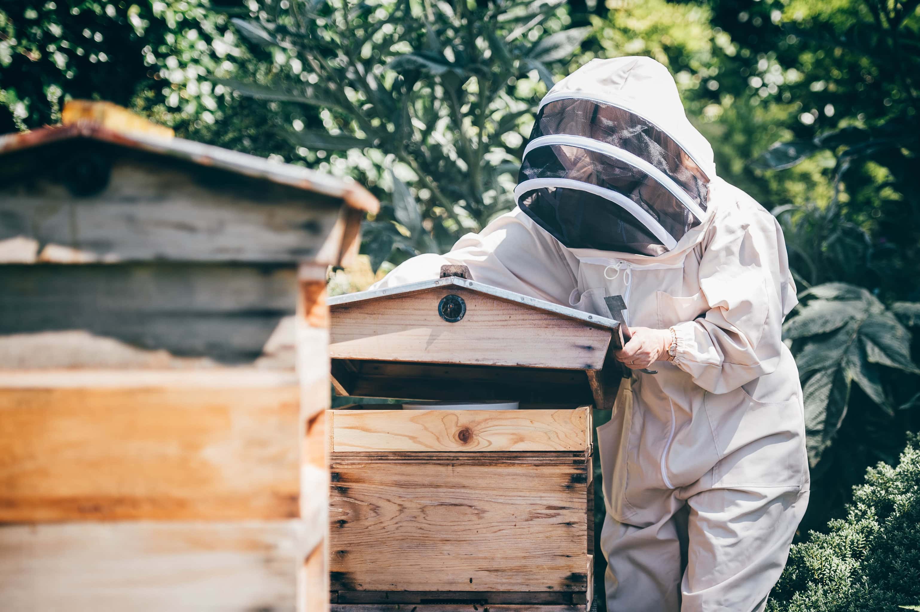 Bees in winter - National Botanic Garden of Wales