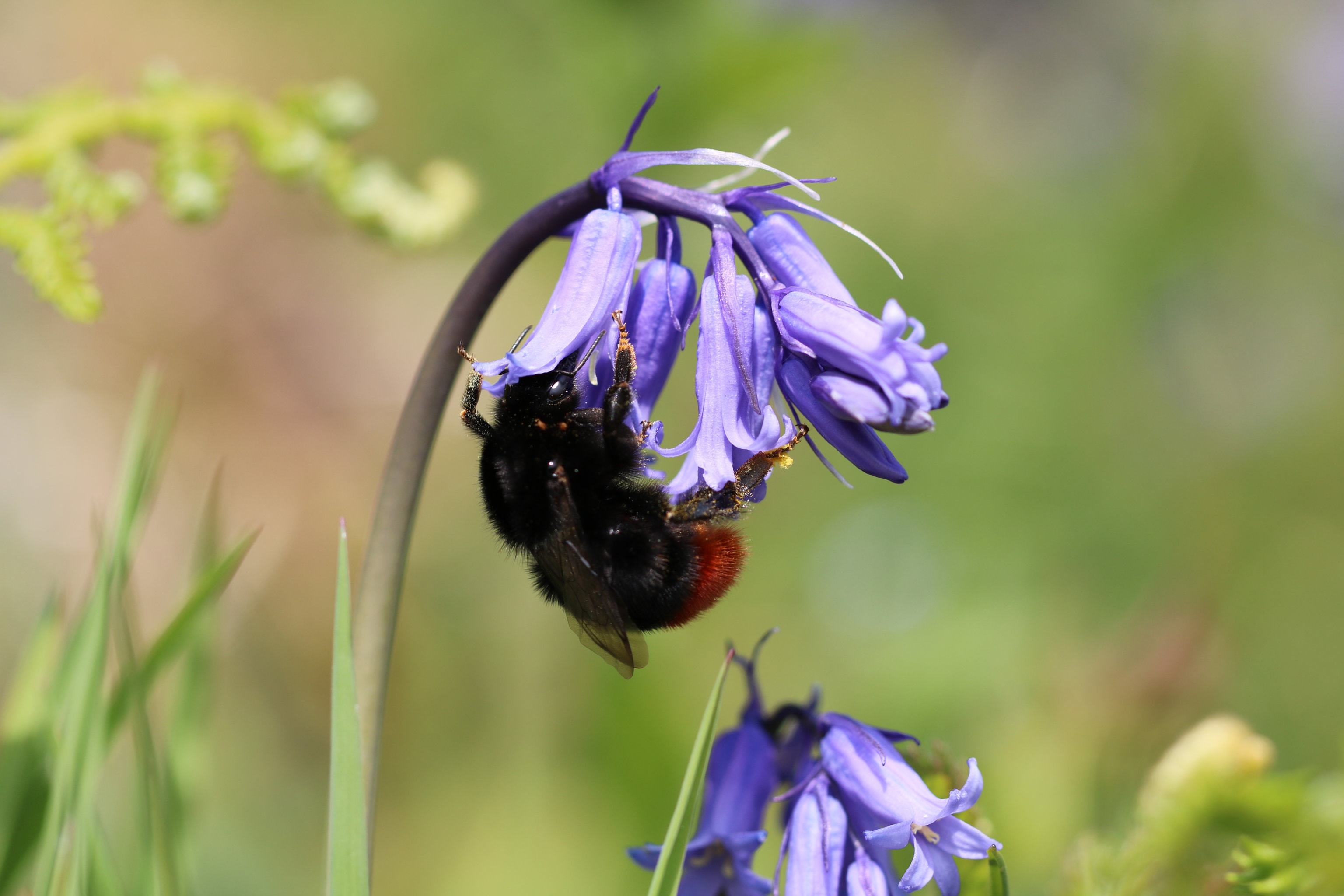 Biodiversity - National Botanic Garden of Wales