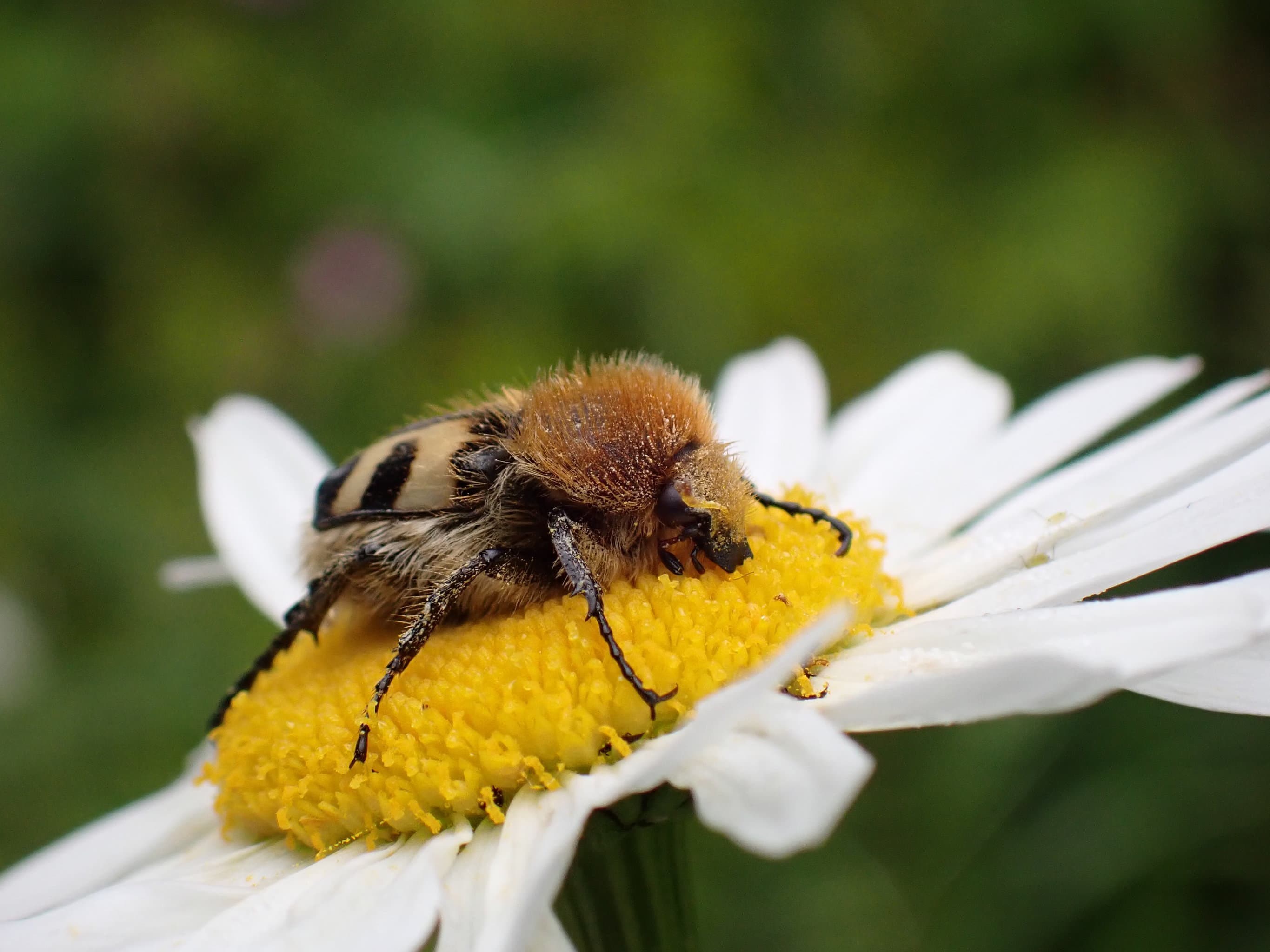 Appreciating insects - National Botanic Garden of Wales