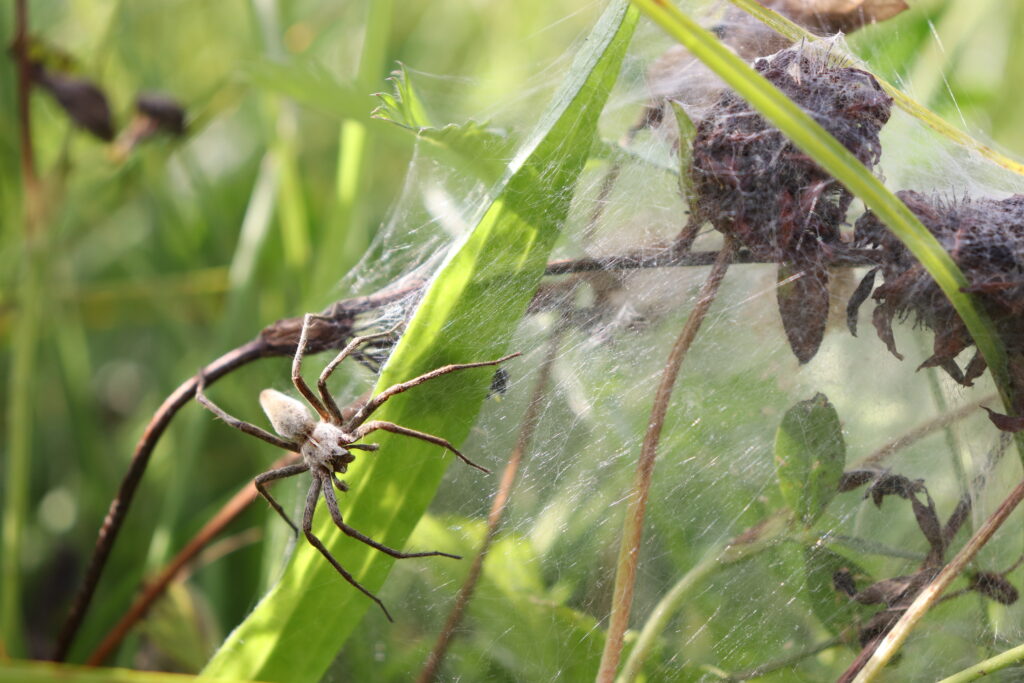 Spooky or spectacular: how to identify spiders by their webs - National ...