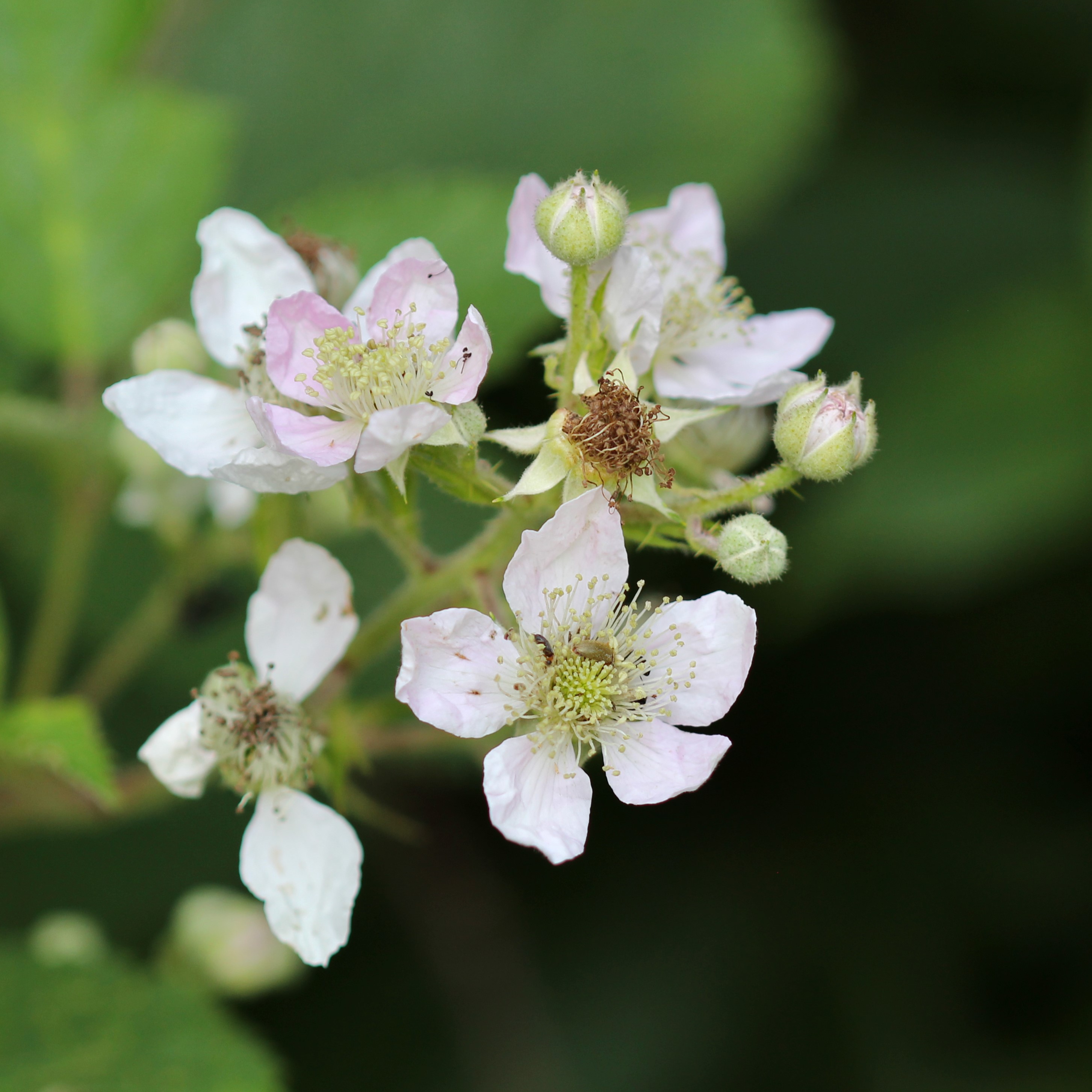 Plant recommendations from Botanic Garden research - National Botanic ...