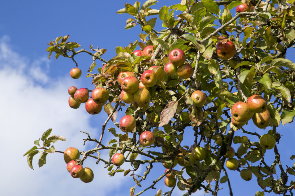 Welsh Orchard - National Botanic Garden of Wales