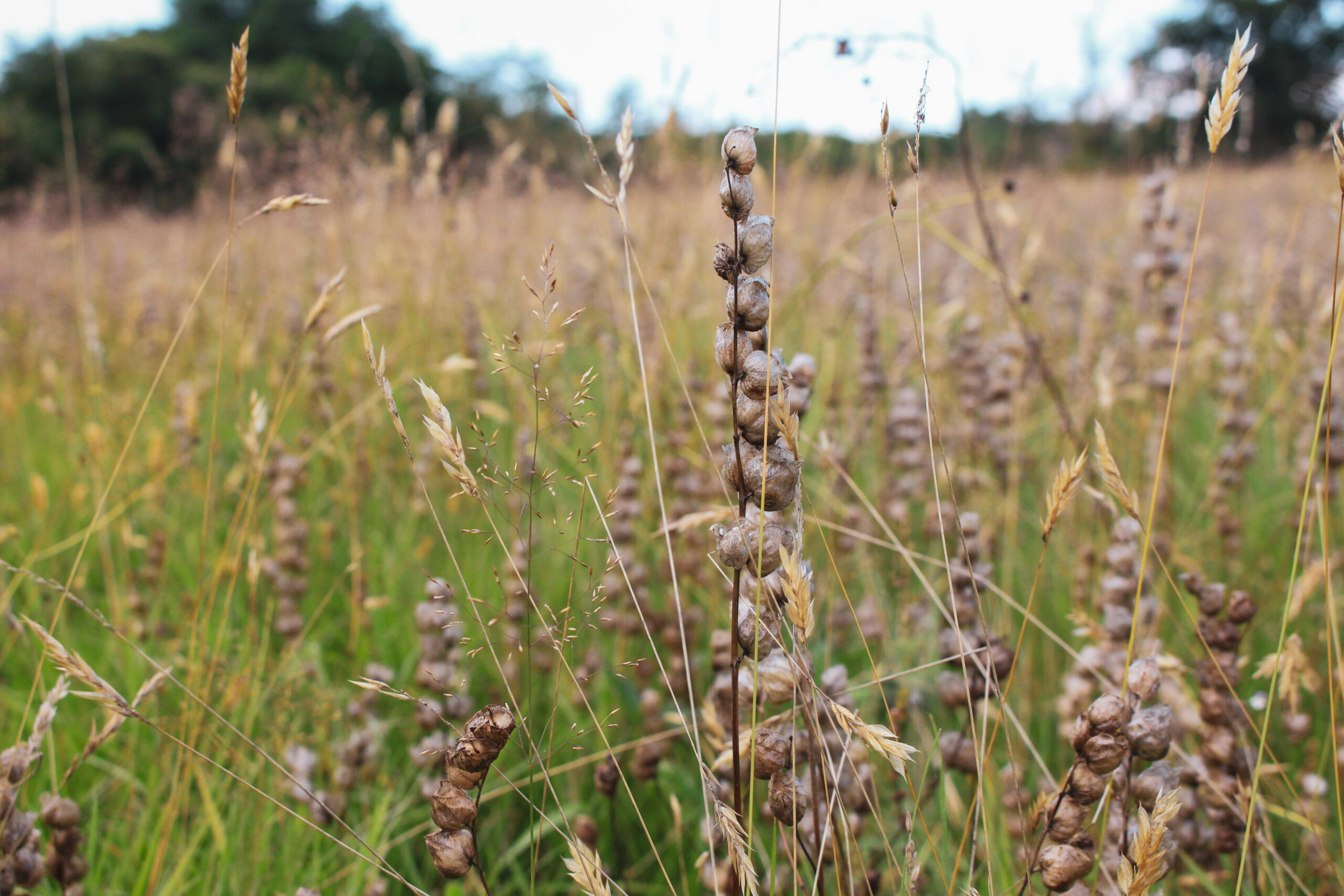 Sowing seeds for the future. . . wildflower meadows - National Botanic ...