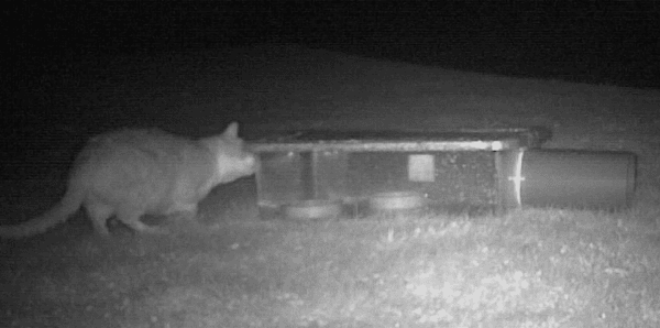 First Hedgehog! - National Botanic Garden of Wales