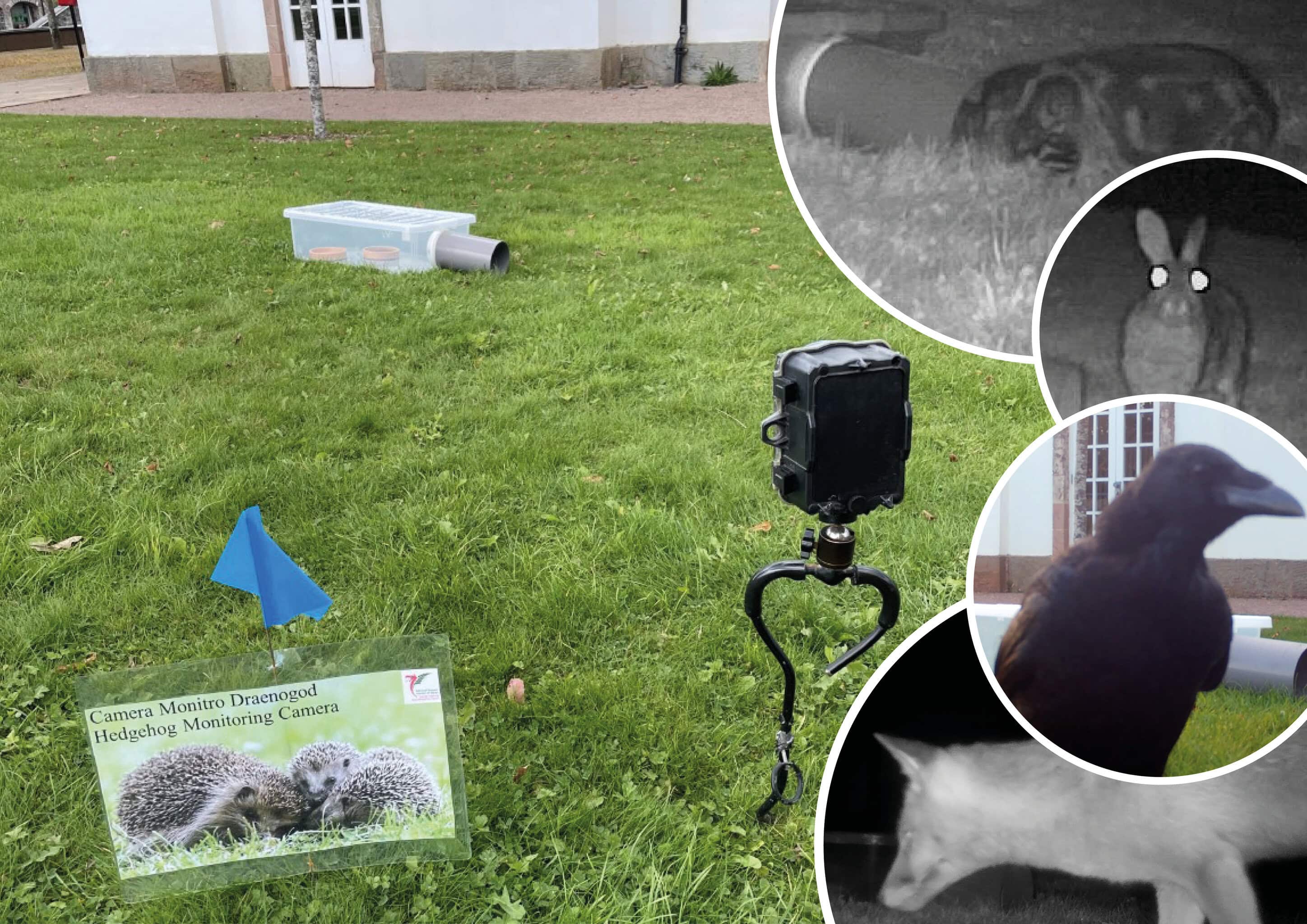 Where are the Hedgehogs? - National Botanic Garden of Wales