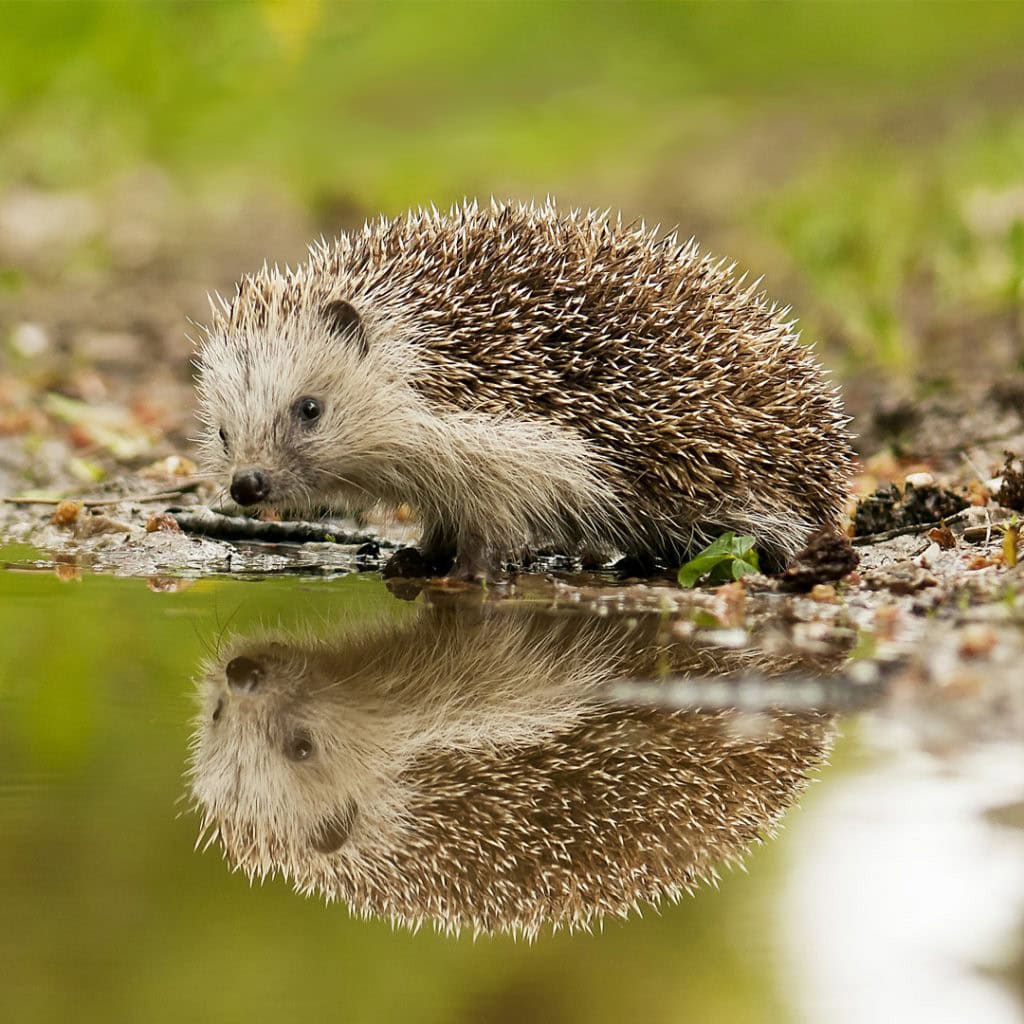 Helping Hedgehogs - National Botanic Garden of Wales