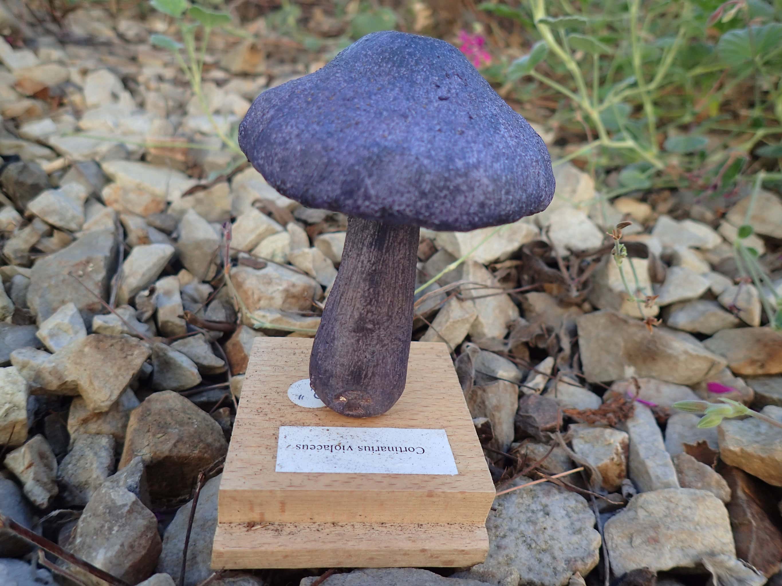 Fungi models having holiday in Dinefwr Park - National Botanic Garden ...