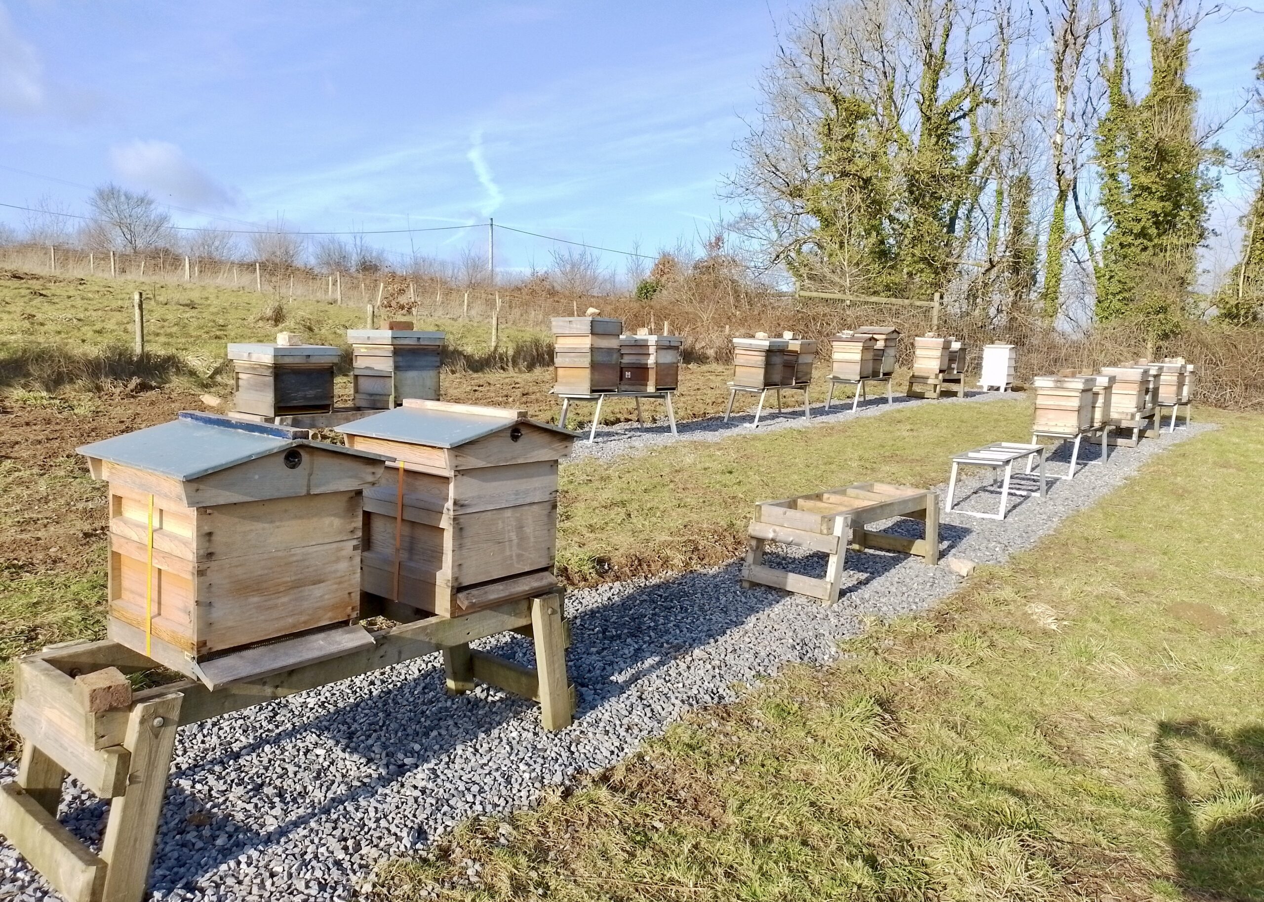 Spring Bee Update - National Botanic Garden of Wales