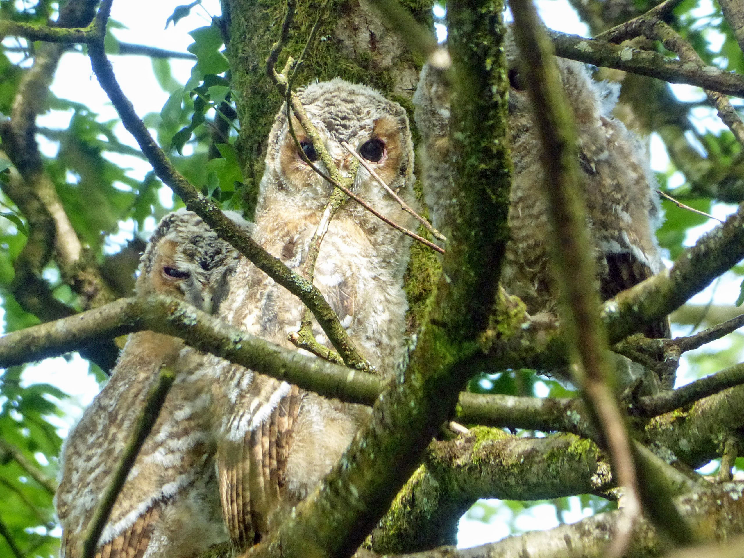 Conservation Volunteers Observation – owls, bats and Old Mother Shipton ...