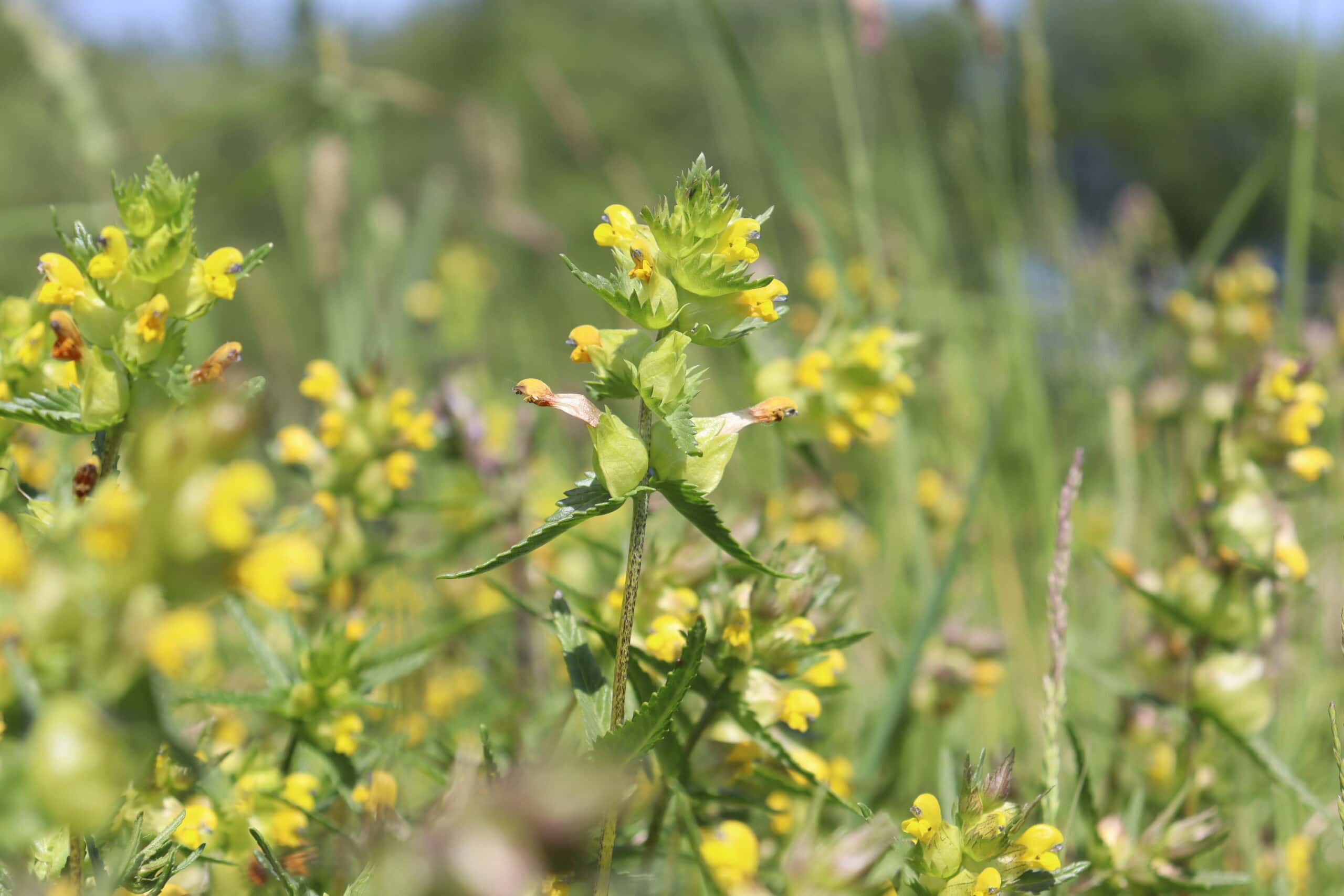 Yellow Rattle - National Botanic Garden of Wales