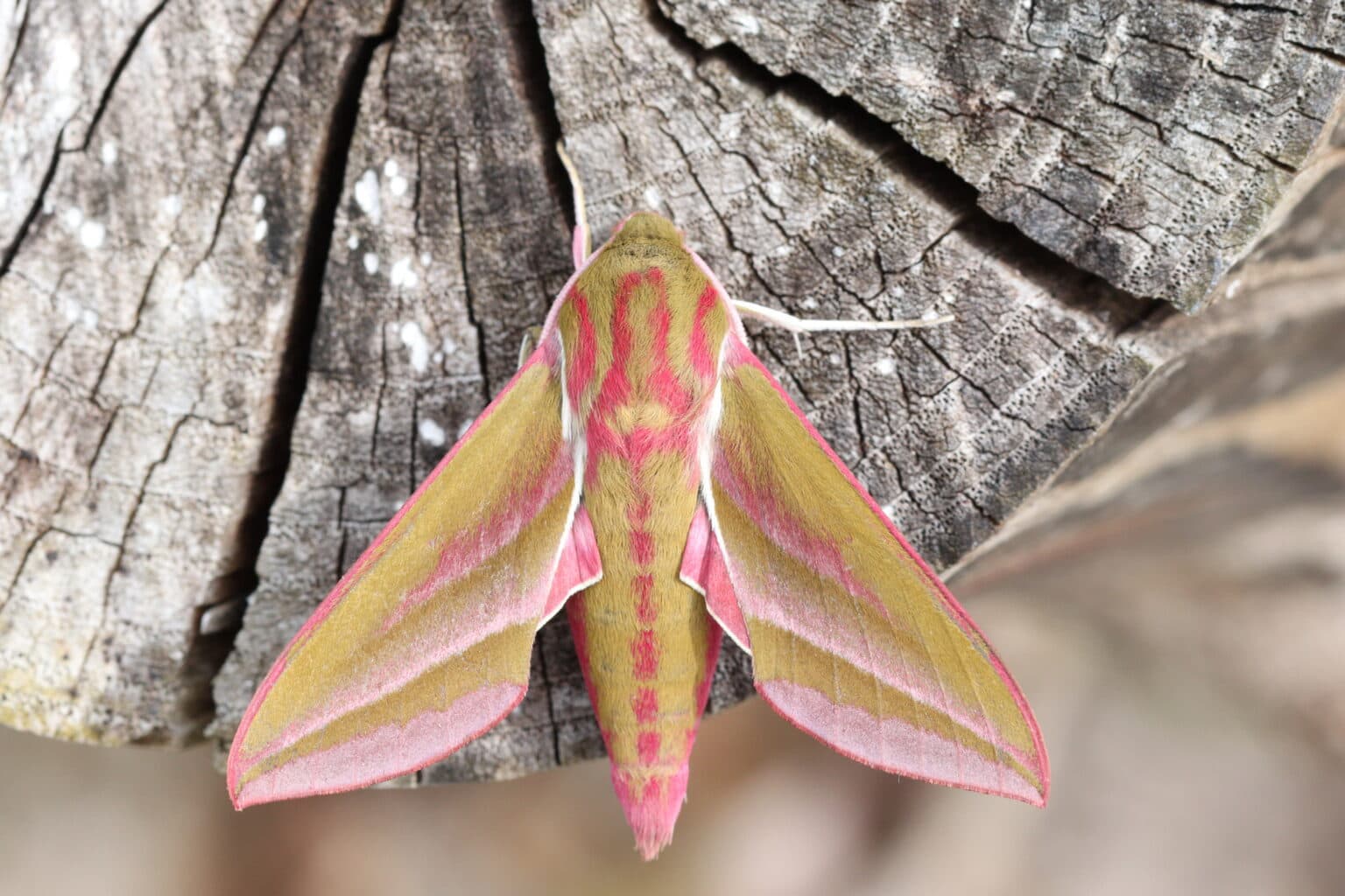 Celebrating National Moth Week - National Botanic Garden of Wales