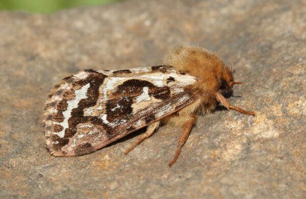Celebrating National Moth Week - National Botanic Garden of Wales