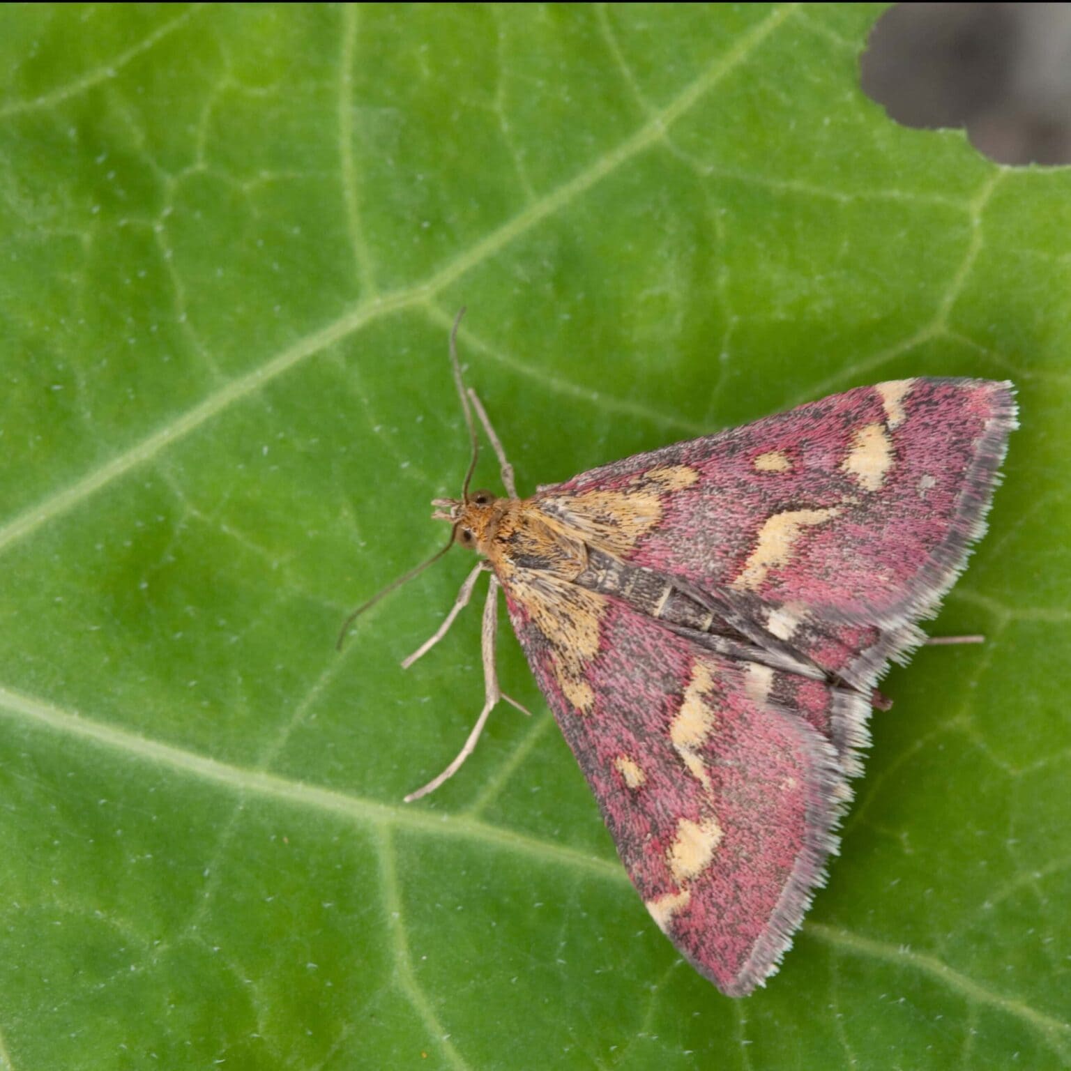 Celebrating National Moth Week - National Botanic Garden of Wales