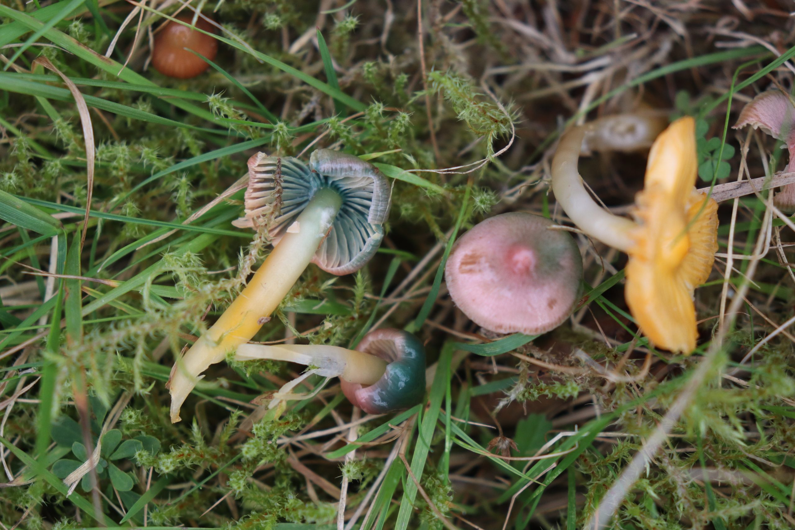Bumper Year for Waxcap Fungi! - National Botanic Garden of Wales