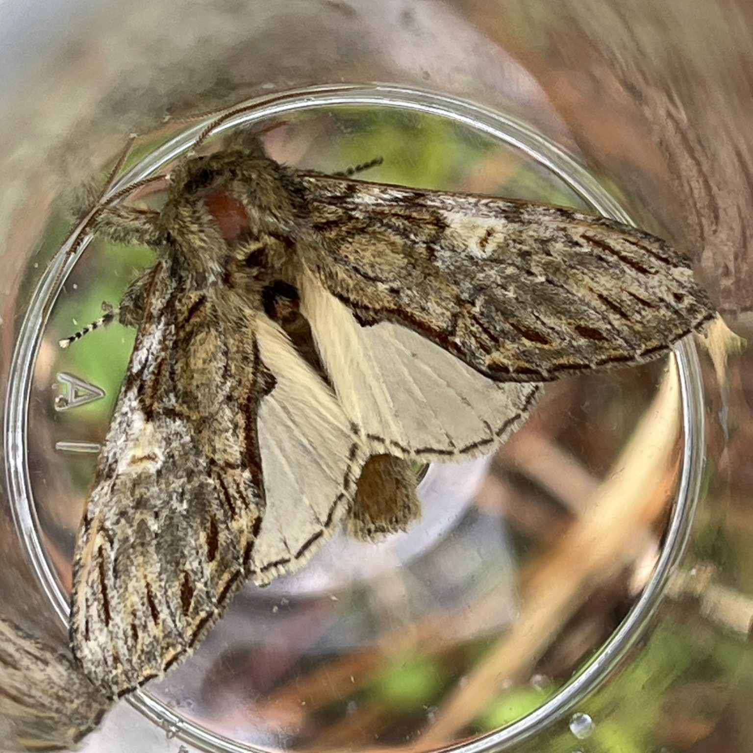A Year in Moths at the National Botanic Garden of Wales - National ...