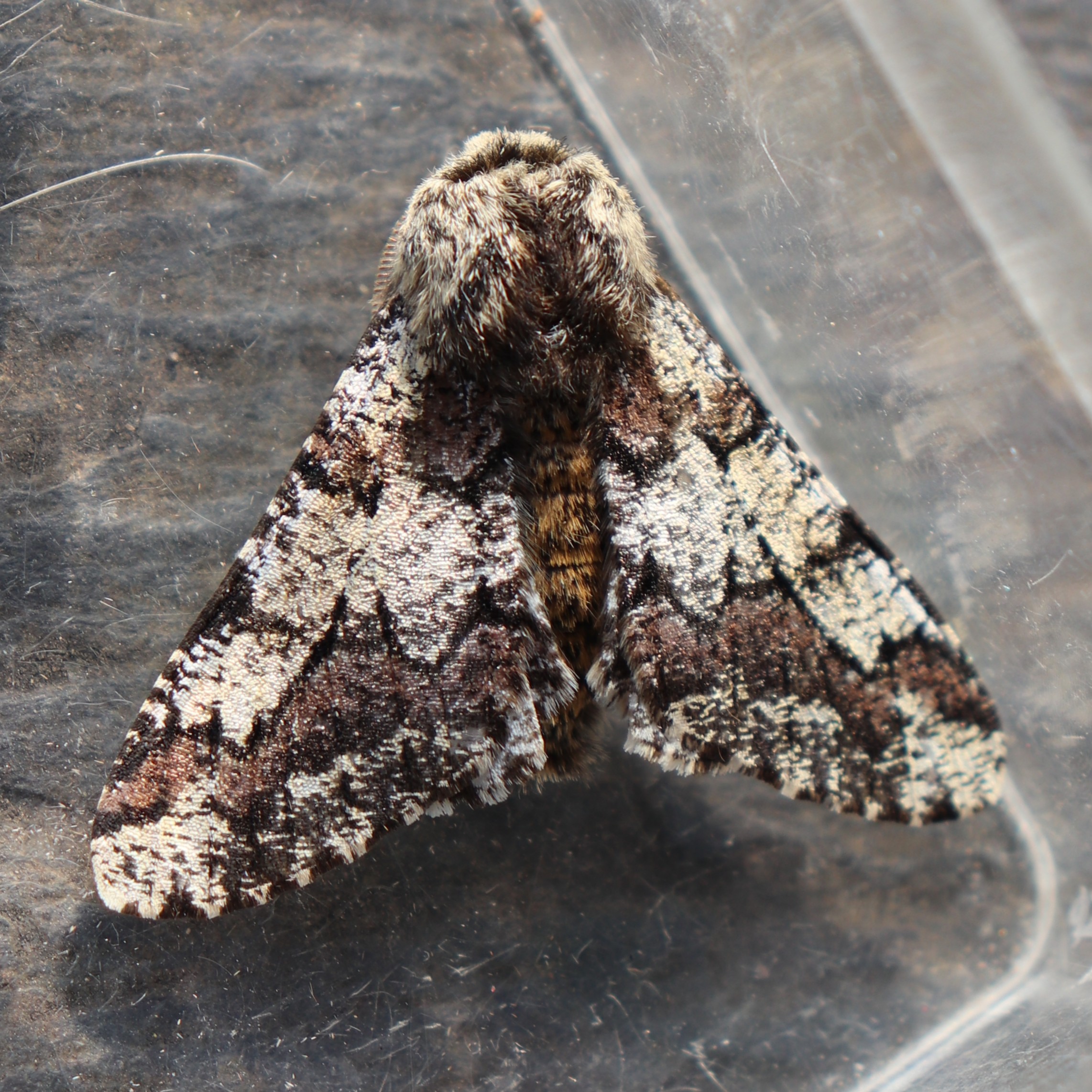 A Year in Moths at the National Botanic Garden of Wales - National ...